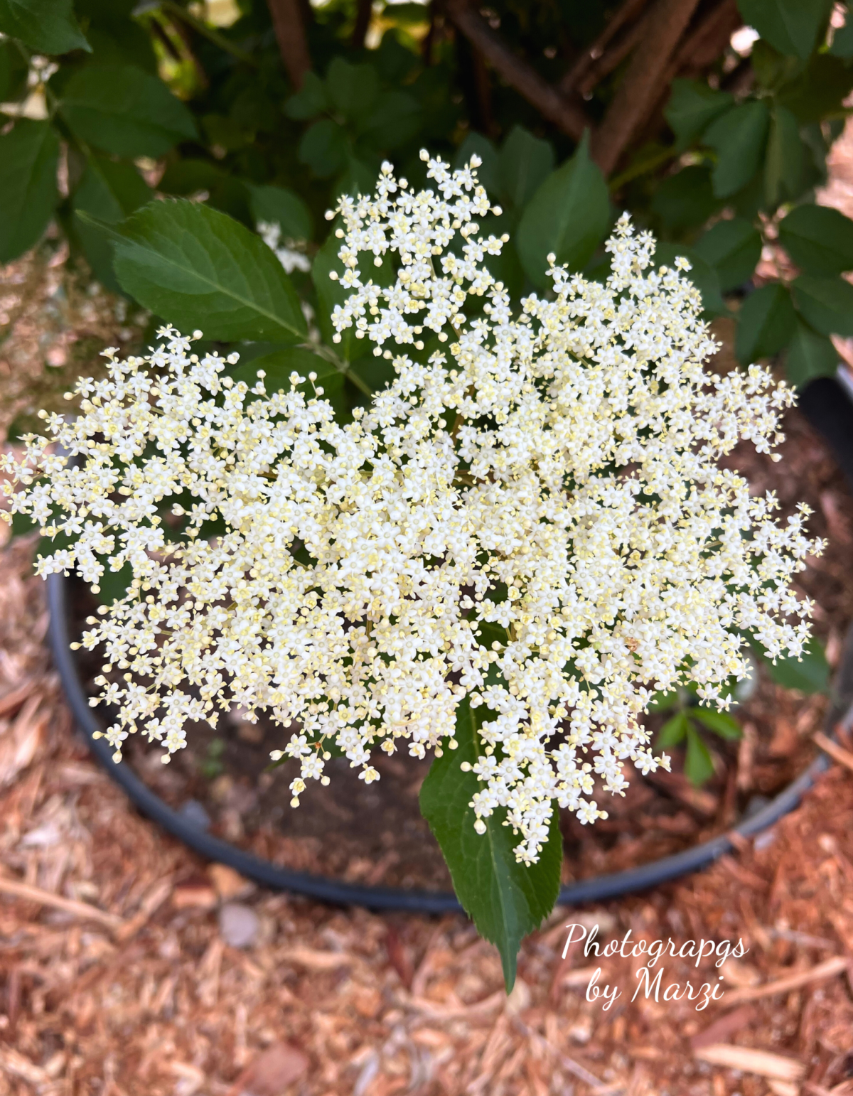 Elderberry Flowers: Benefits, Precautions, and More