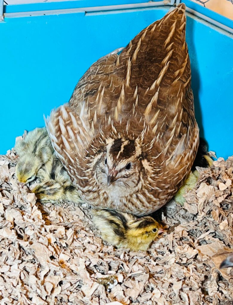 Quail Tales: A Journey of Feathers and Friendship in Marzi’s Garden