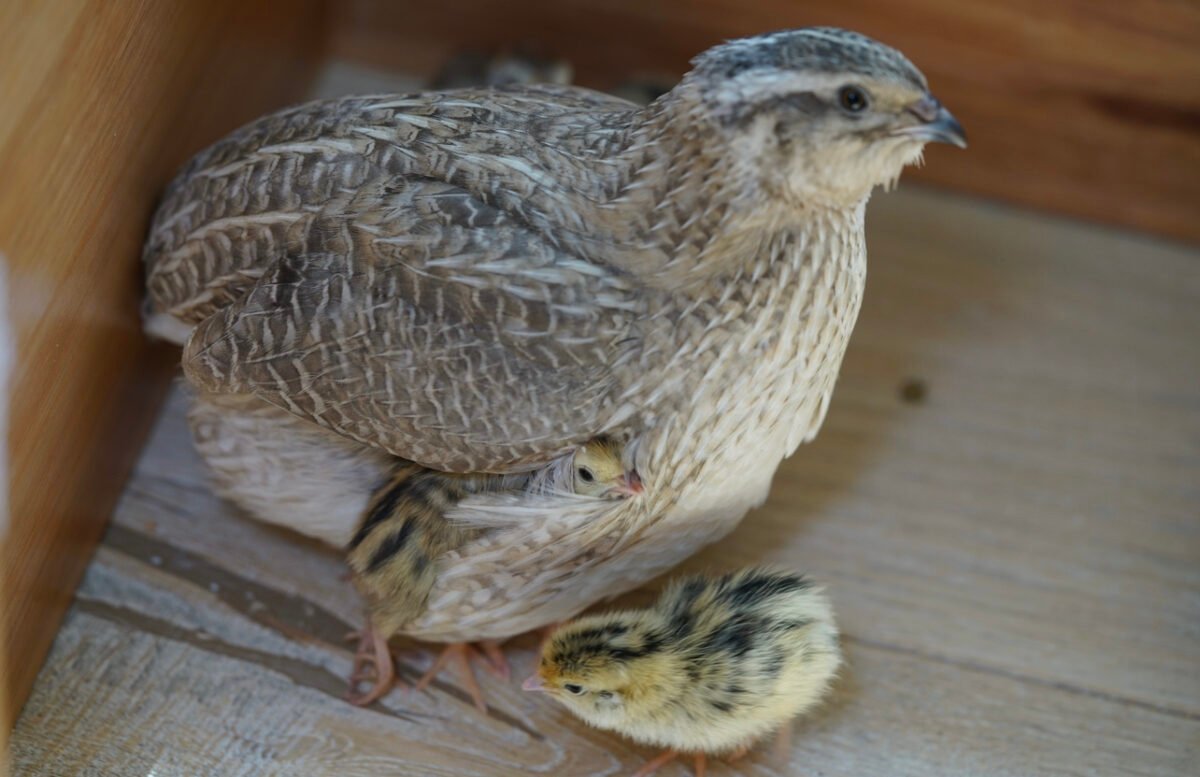 Quail Tales: A Journey of Feathers and Friendship in Marzi’s Garden