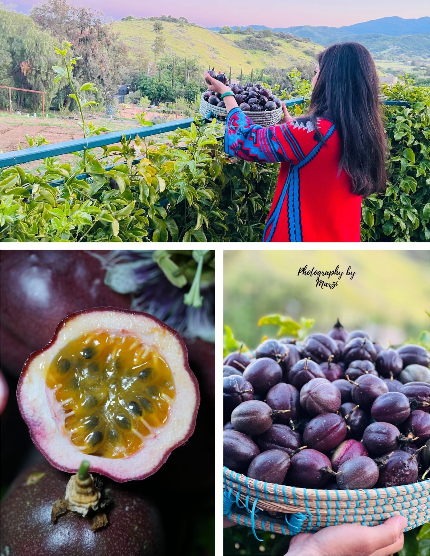 Passion Fruit Paradise: Unlocking Exquisite Flavors and Cultivation ...