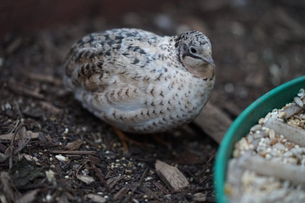 Quail Tales: A Journey of Feathers and Friendship in Marzi’s Garden
