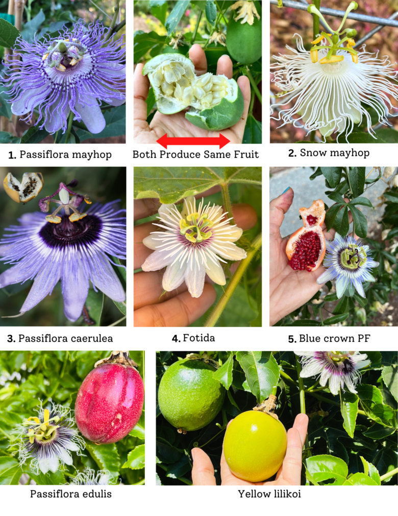Passion Fruit Paradise: Unlocking Exquisite Flavors and Cultivation ...