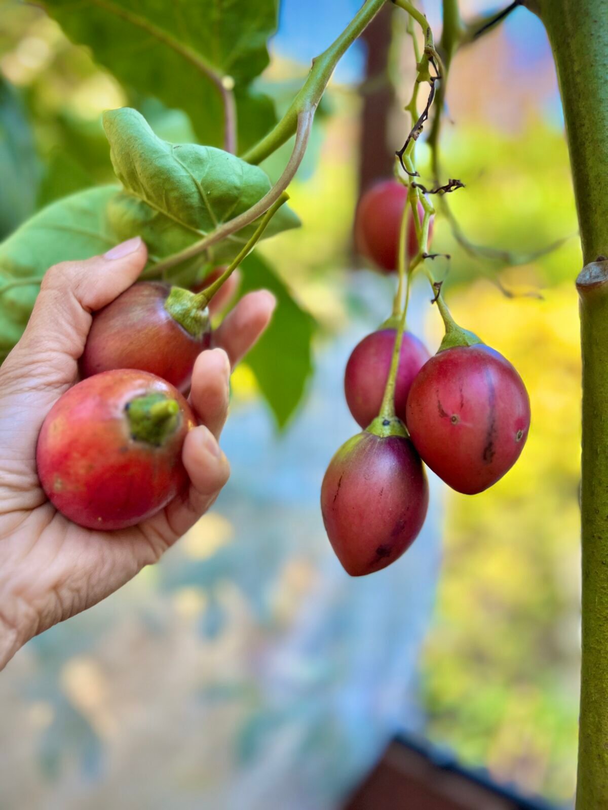 How to make Tamarillo Salsa in Molcajete - Marzi's Garden