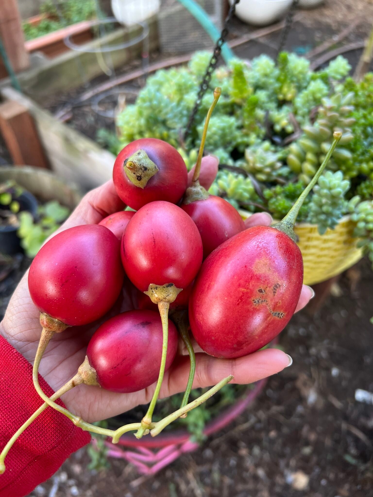 How to Plant and Grow a Tree Tomato (Tamarillo) in California - Marzi's ...