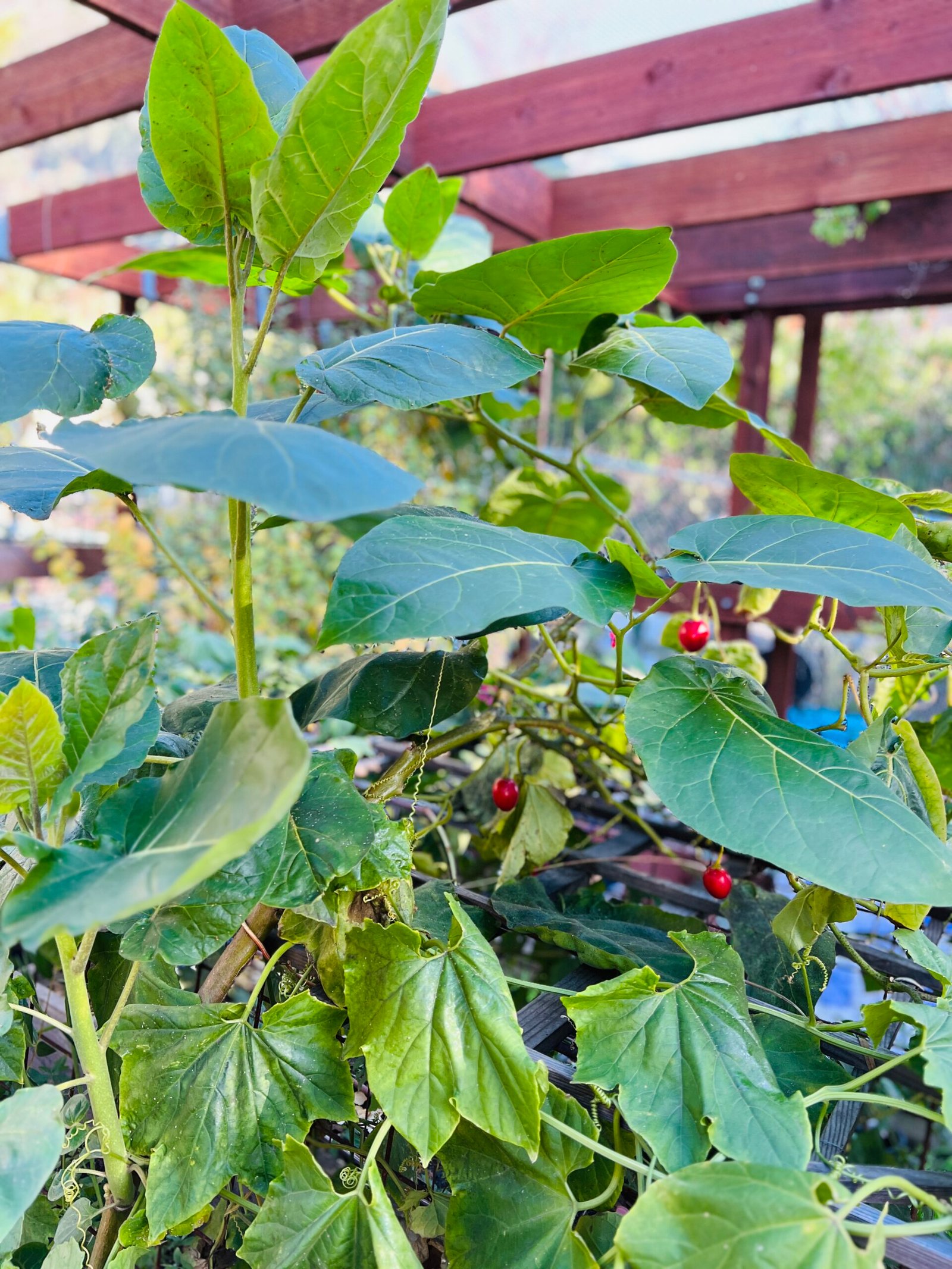 How to Plant and Grow a Tree Tomato (Tamarillo) in California - Marzi's ...