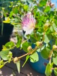 How to grow, pick and preserve Caper berries - Marzi's Garden