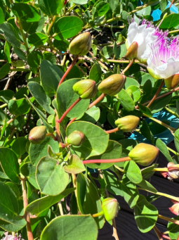 How to grow, pick and preserve Caper berries - Marzi's Garden