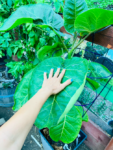 How to Plant and Grow a Tree Tomato (Tamarillo) in California - Marzi's ...