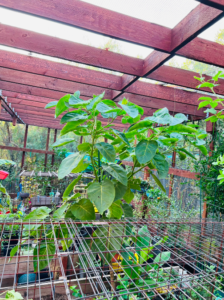 How to Plant and Grow a Tree Tomato (Tamarillo) in California - Marzi's ...