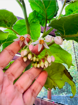 How to Plant and Grow a Tree Tomato (Tamarillo) in California - Marzi's ...