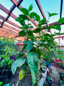 How to Plant and Grow a Tree Tomato (Tamarillo) in California - Marzi's ...