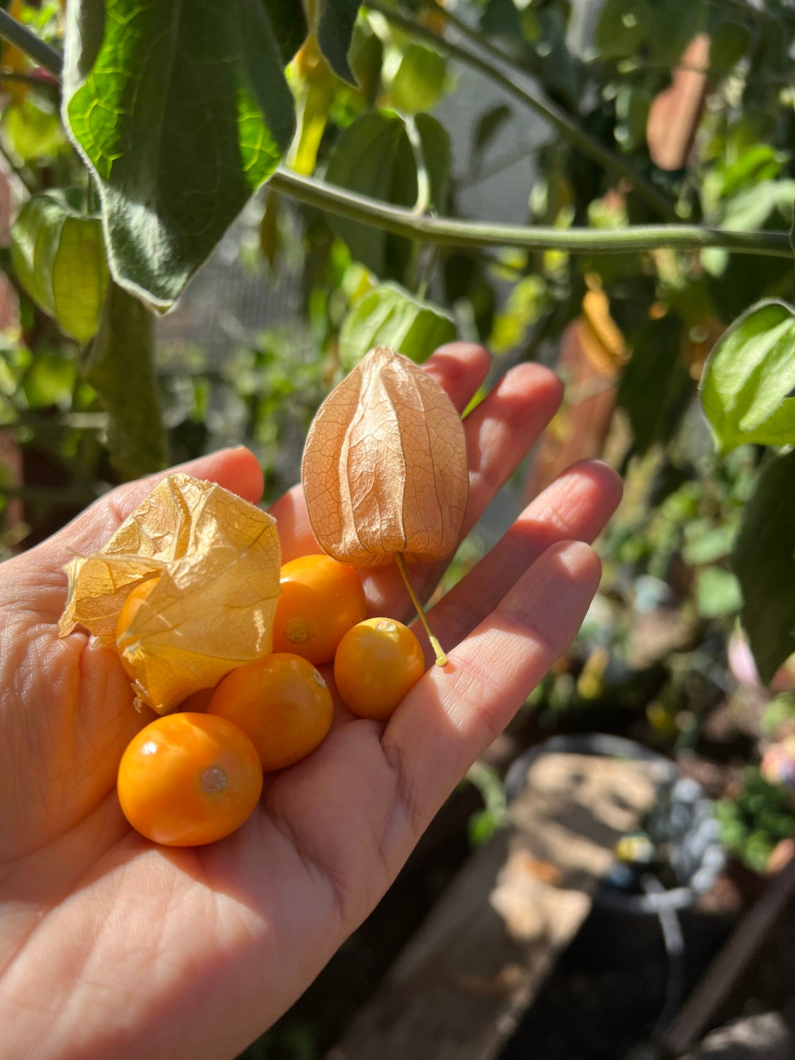 Golden Berry & Goat Cheese Recipe: Quick & Easy Appetizer for Winter