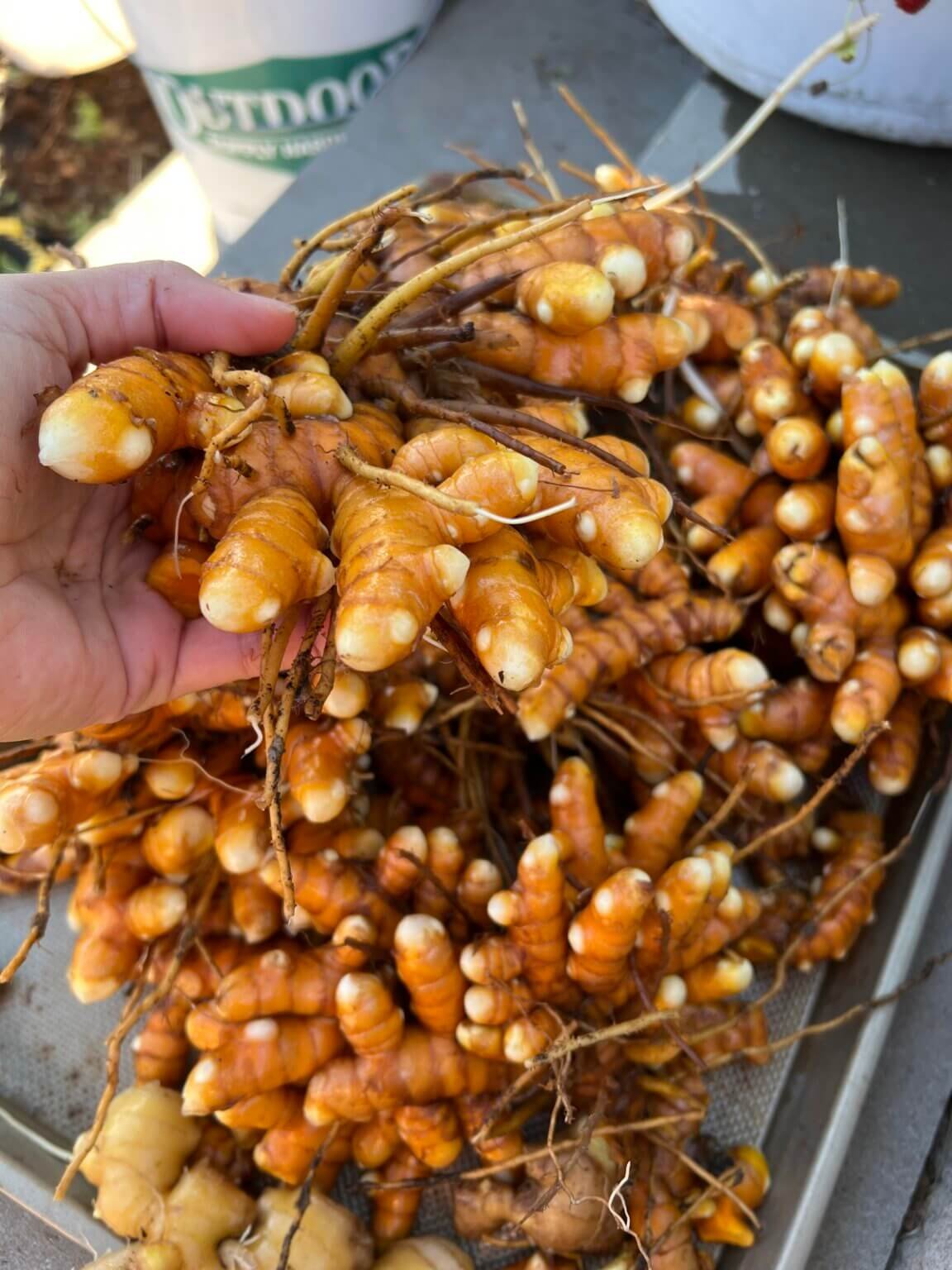 How to Grow Turmeric and Ginger in Northern California